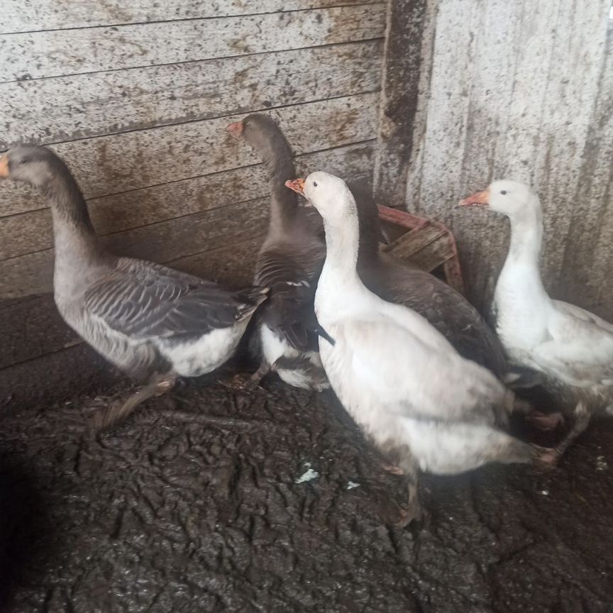 Гусь серый и Линда