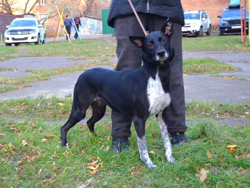 Отдам молодую стерильную собачку