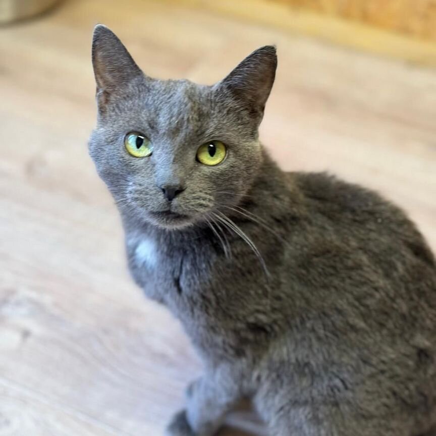 Кошечка Пудра - ласковая из приюта