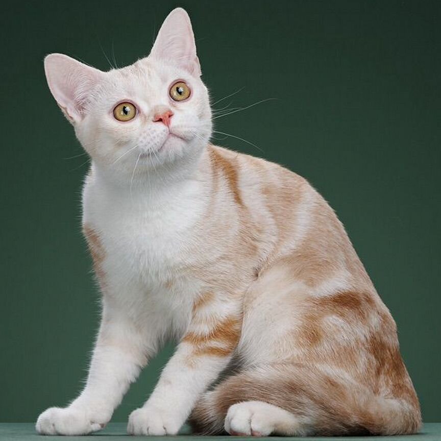 Американский короткошёрстный котёнок