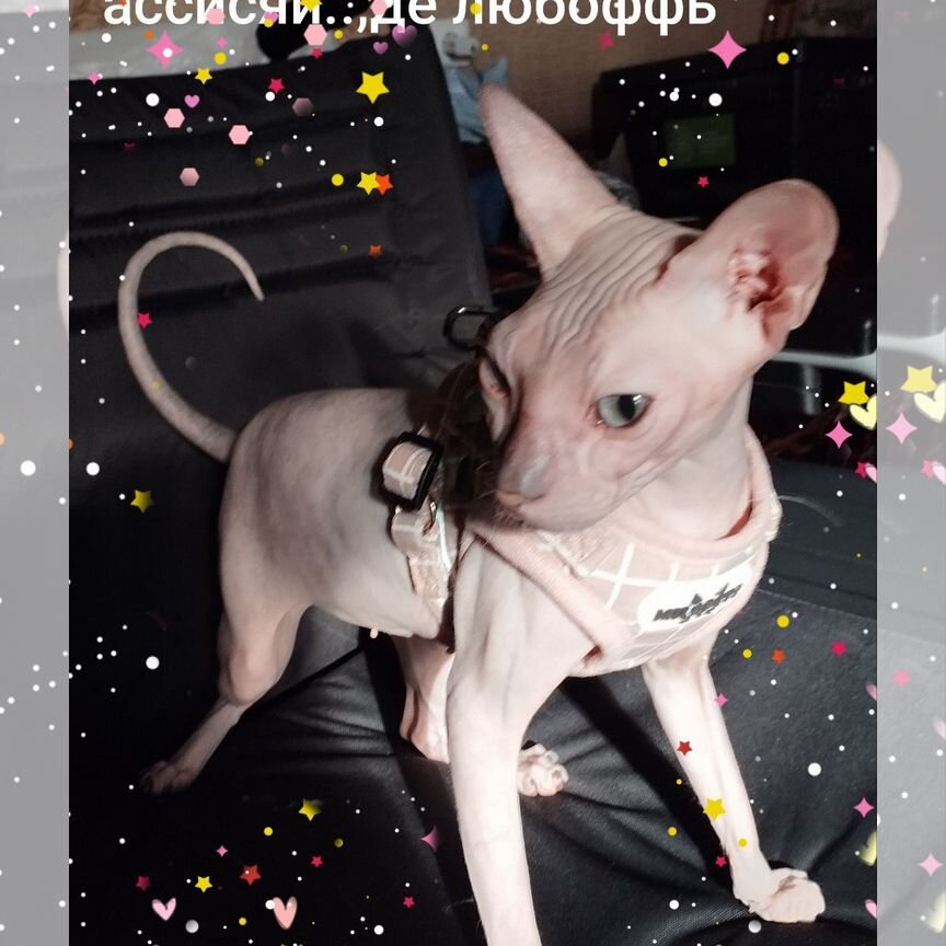 Котята породы Сфинкс