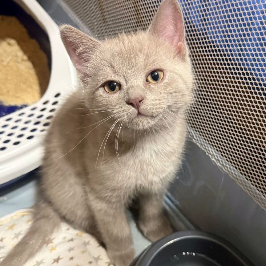 Русский голубой котёнок