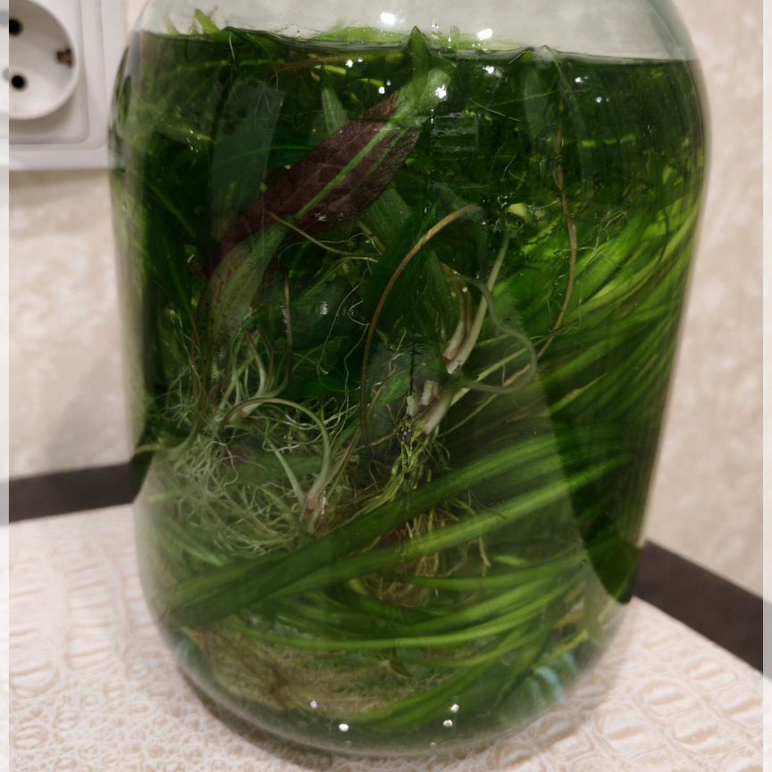 Валиснерия