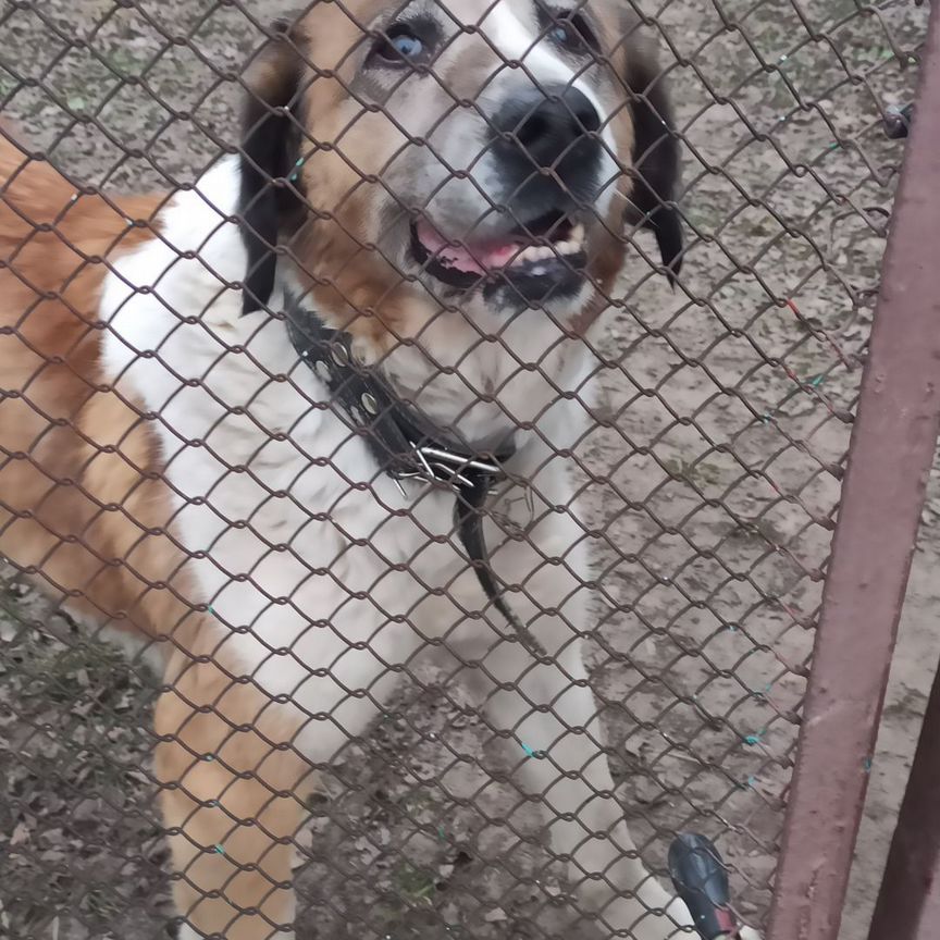 Найдена собака