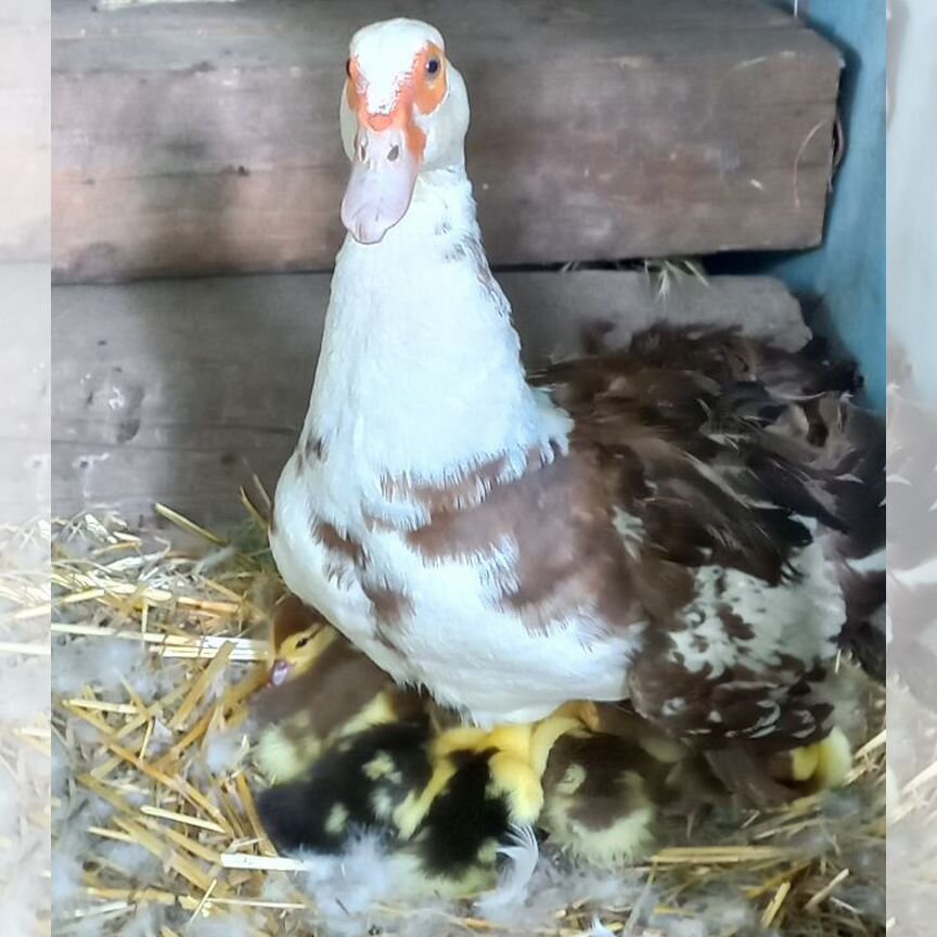 Утята индоутки(шипуны)