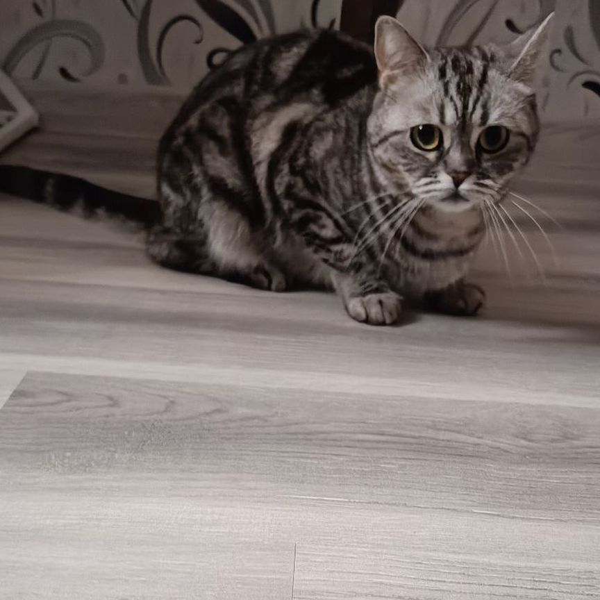 Британская короткошёрстная, взрослая кошка