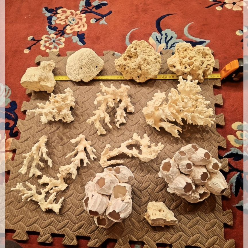 Морские кораллы