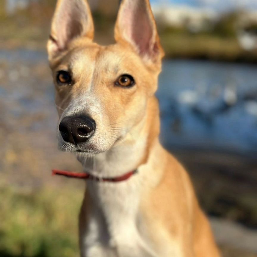 Собачка подросток ищет дом