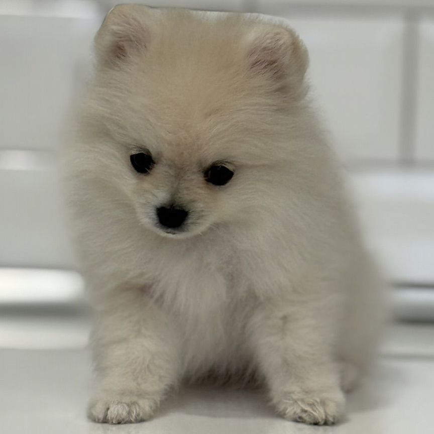 Померанский шпиц, щенок