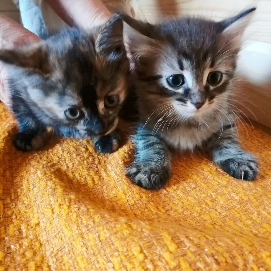 Отдам в добрые руки