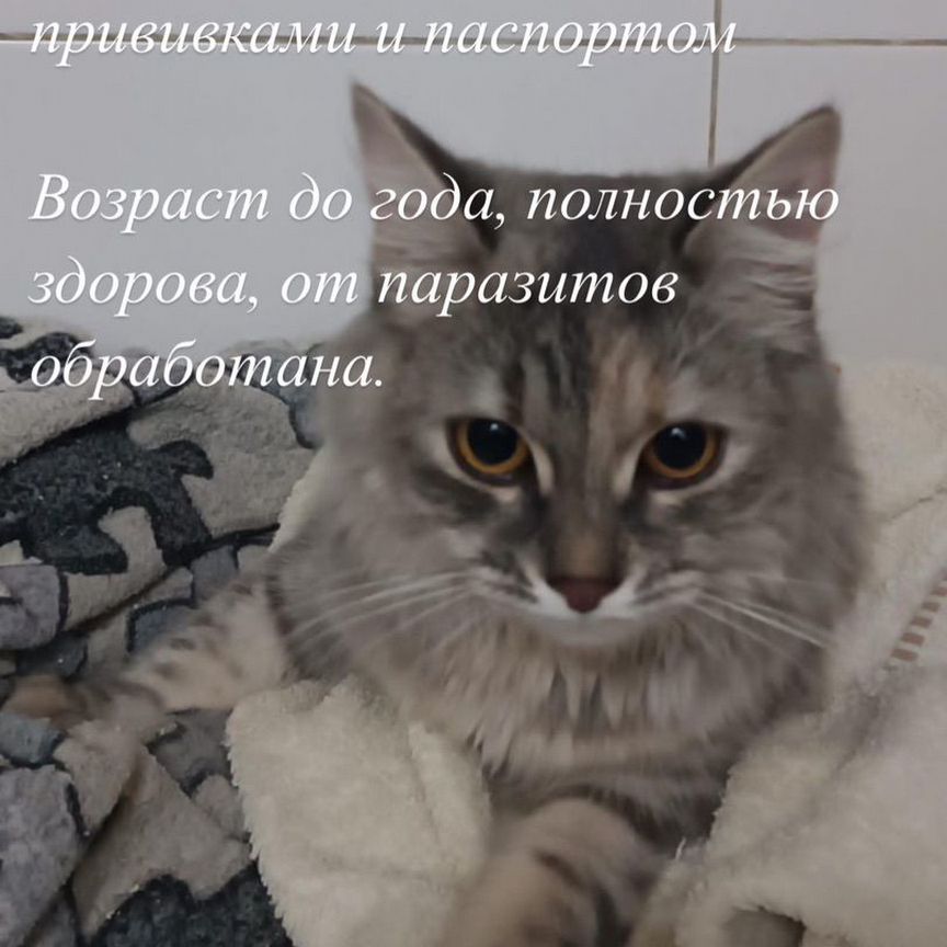 Кошка в дар москва