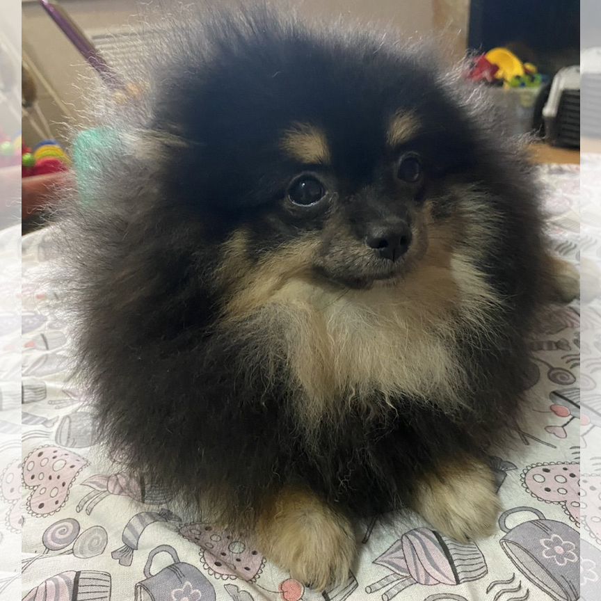 Померанский шпиц, щенок