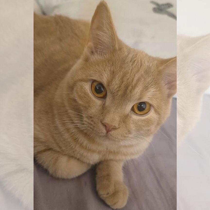 Взрослый кот в добрые руки