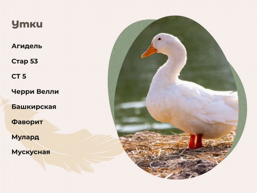 Инкубационное яйцо утки