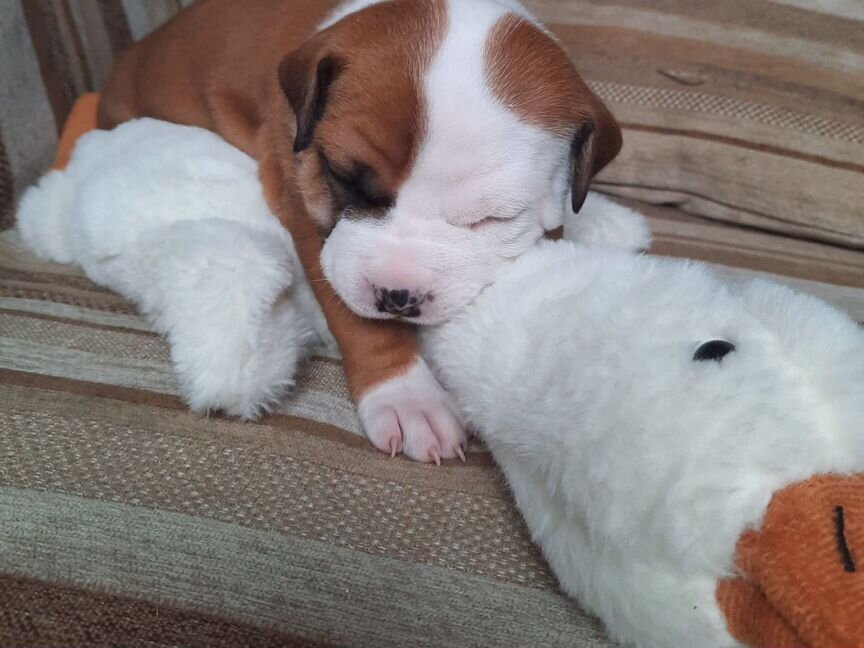 Щенки американского стаффордширского терьера