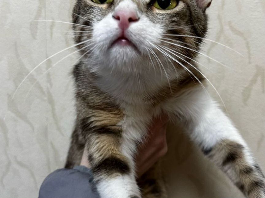 Котенок ищет дом
