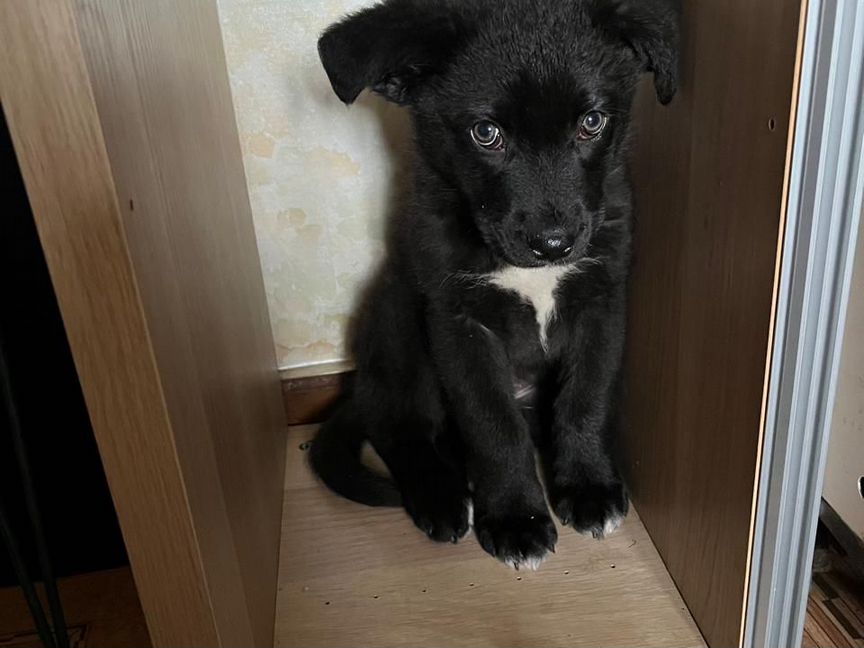 Щенок мальчик в добрые руки