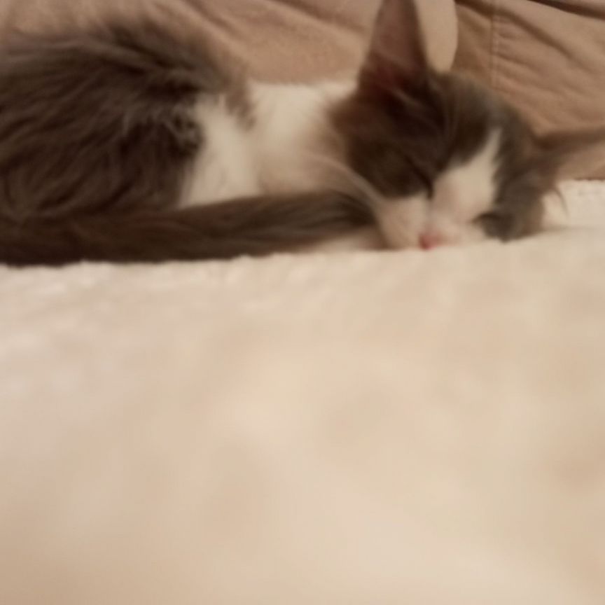 Котёнок в добрые руки бесплатно