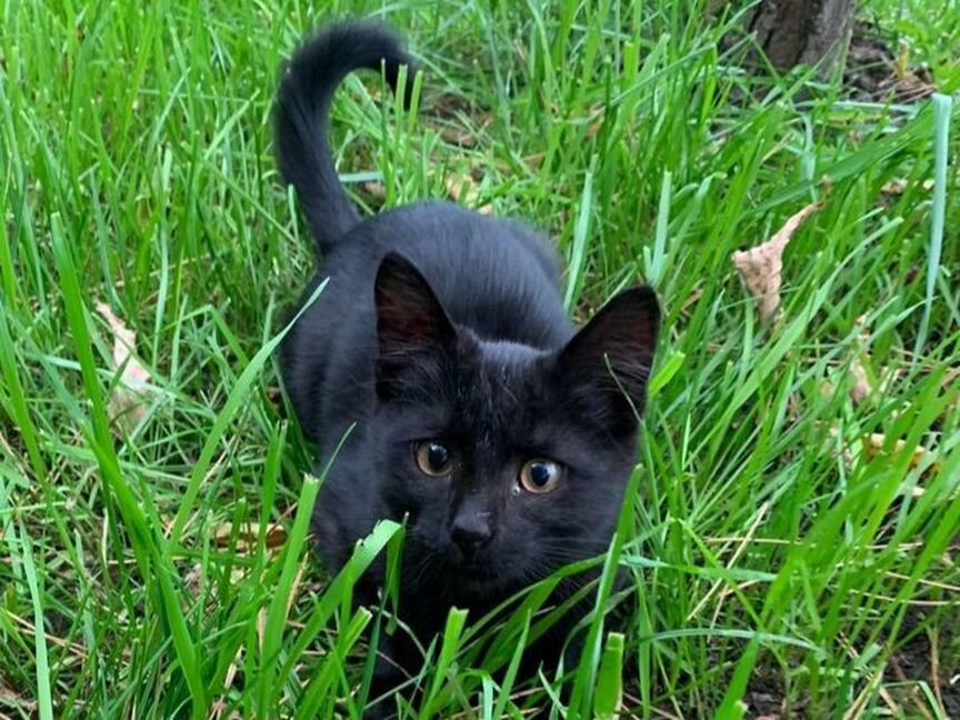 Уголек ищет дом