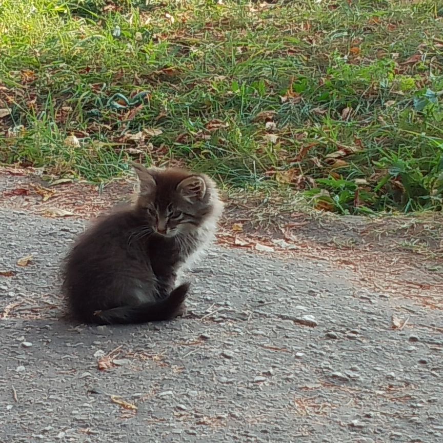 Котята