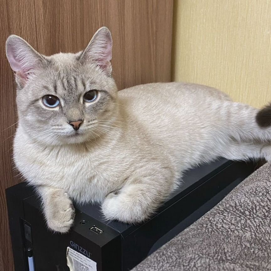 Отдам в добрые руки