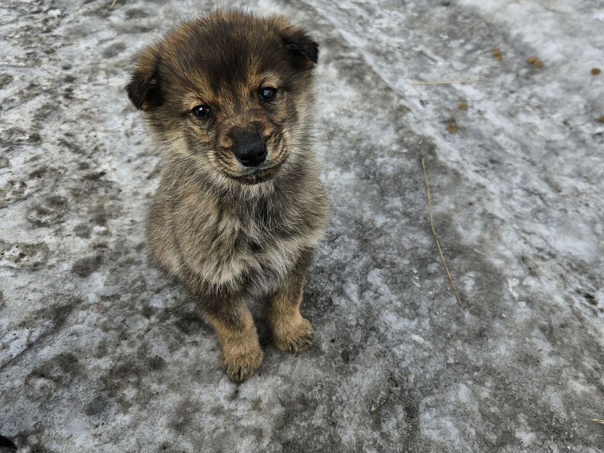 Щенки кобельки