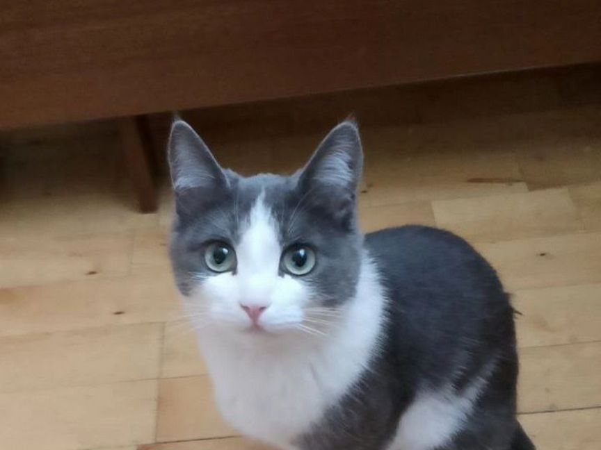Котенок в добрые руки