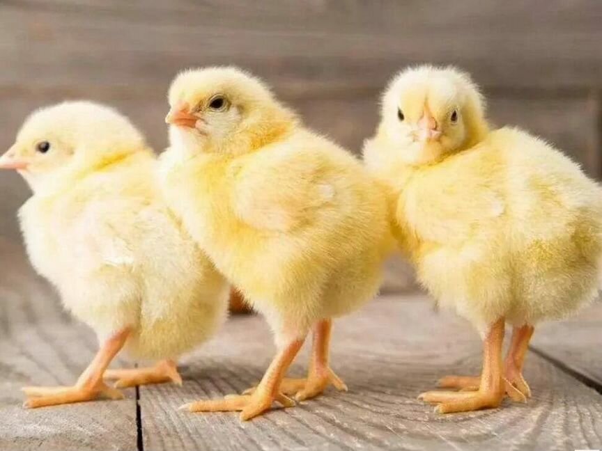 Цыплята заморозка