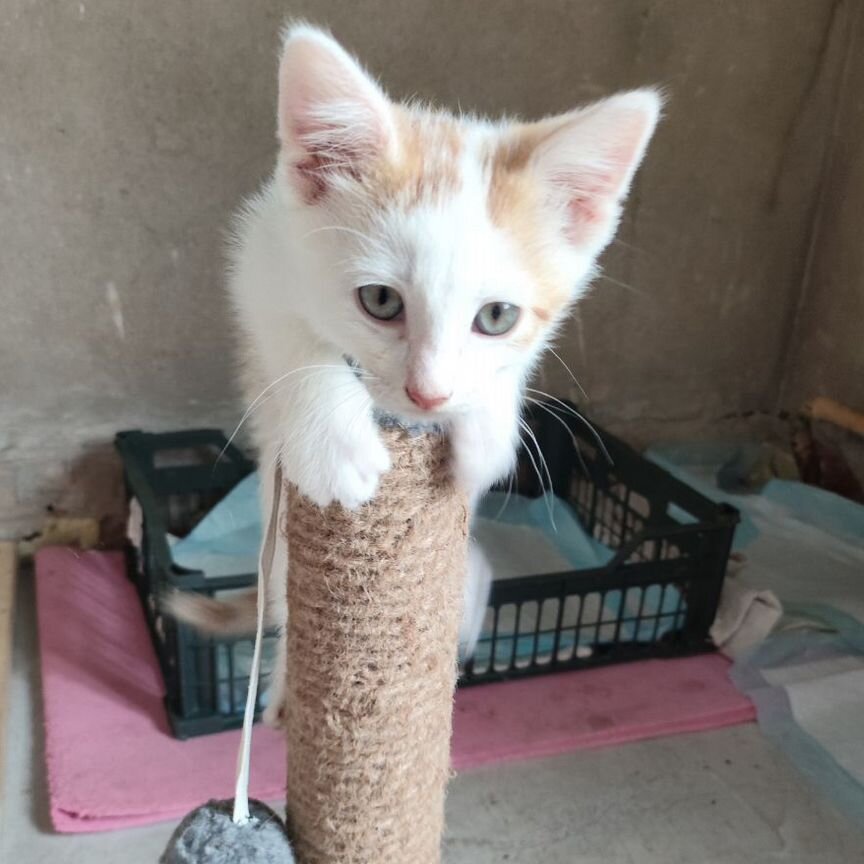 Котёнок в добрые руки