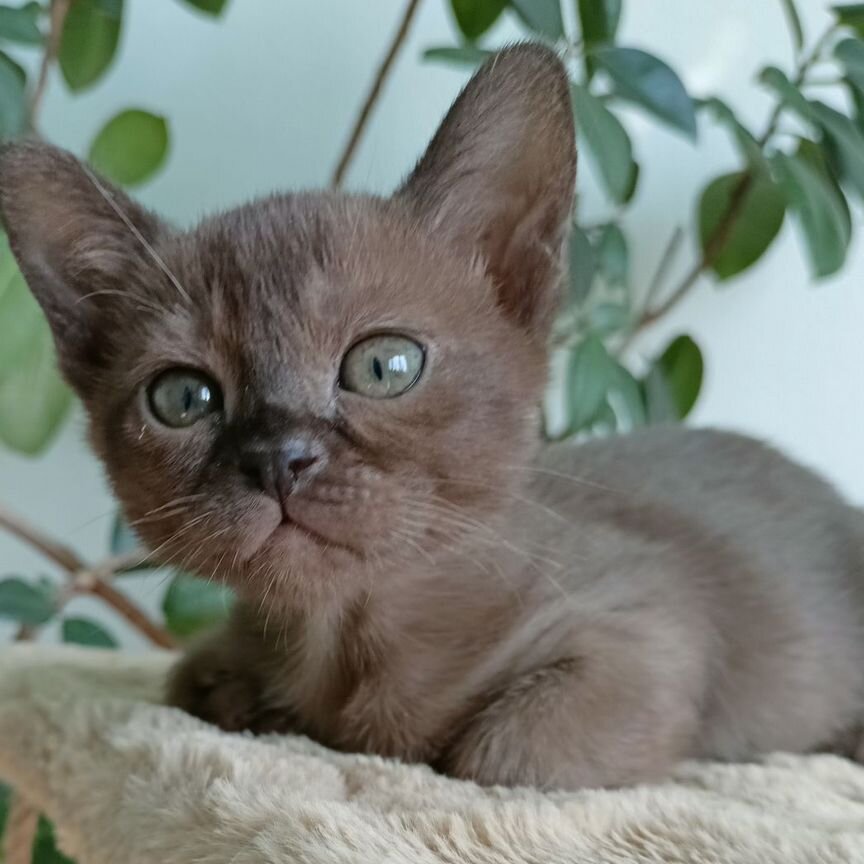 Котята европейской бурмы