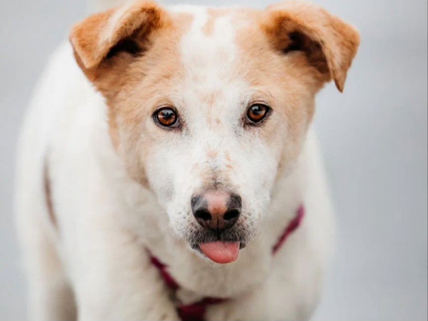 Собака Беляшик в добрые руки