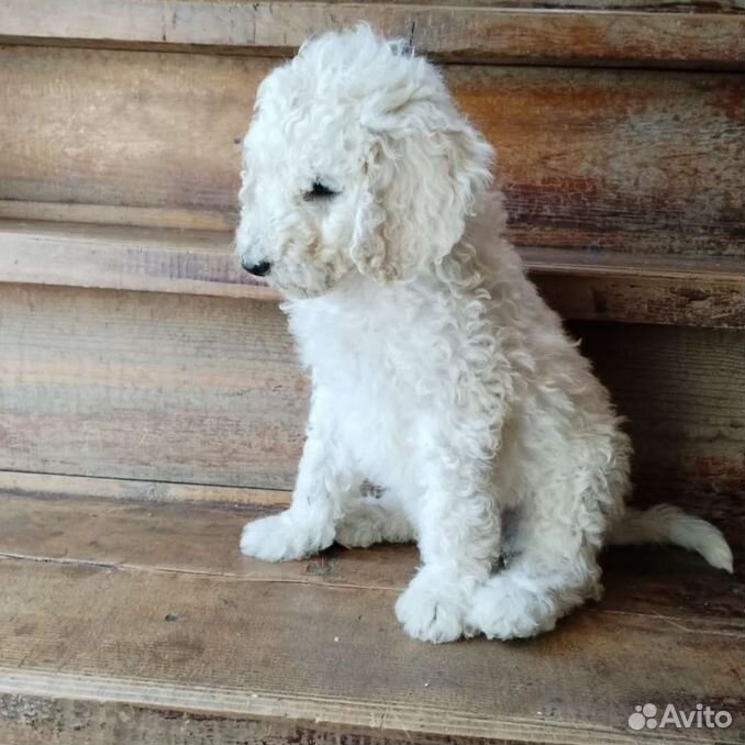 Щенки Королевского пуделя