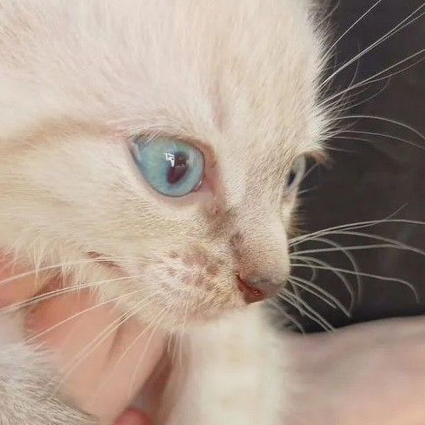 Тайский котёнок