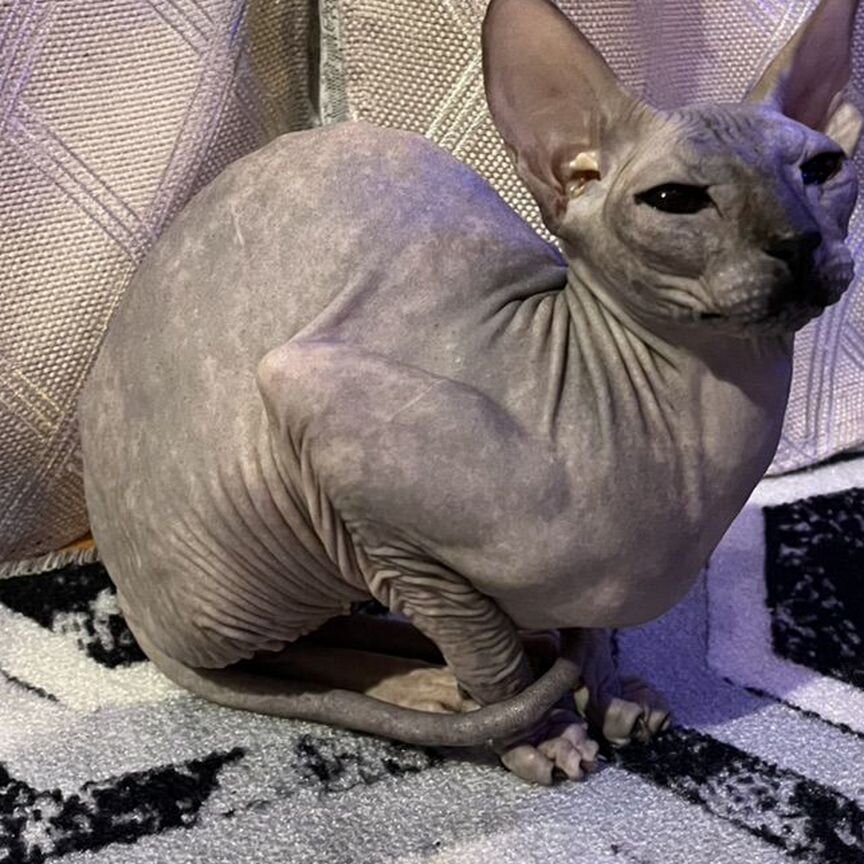 Канадский сфинкс, взрослая кошка