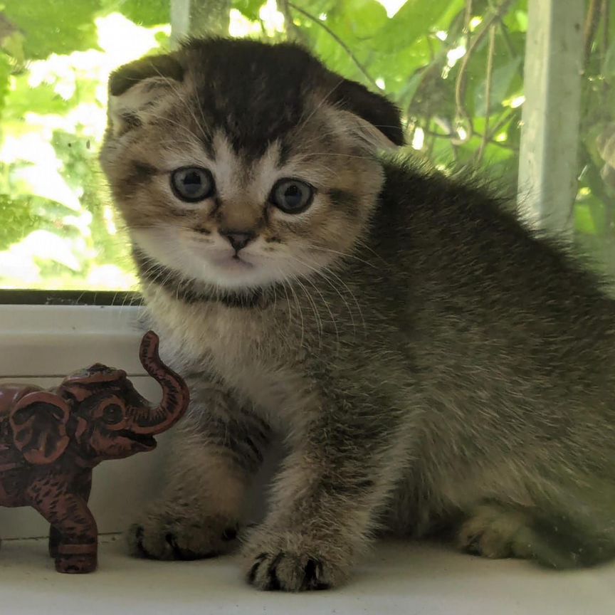 Шотландские котята с документами