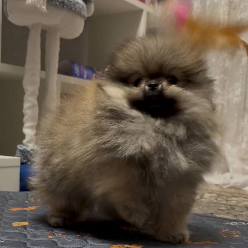 Померанский шпиц, щенок