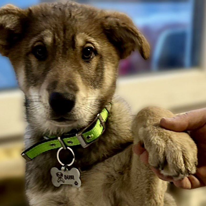 Щенок в добрые руки