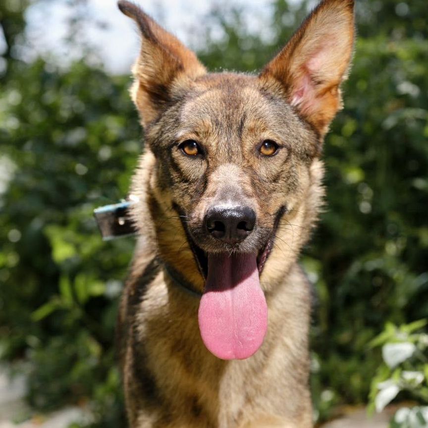 Собака из приюта в добрые руки