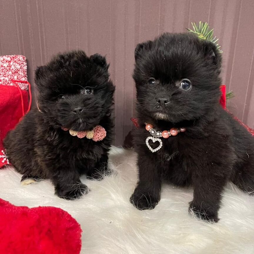 Мальтипу, щенок