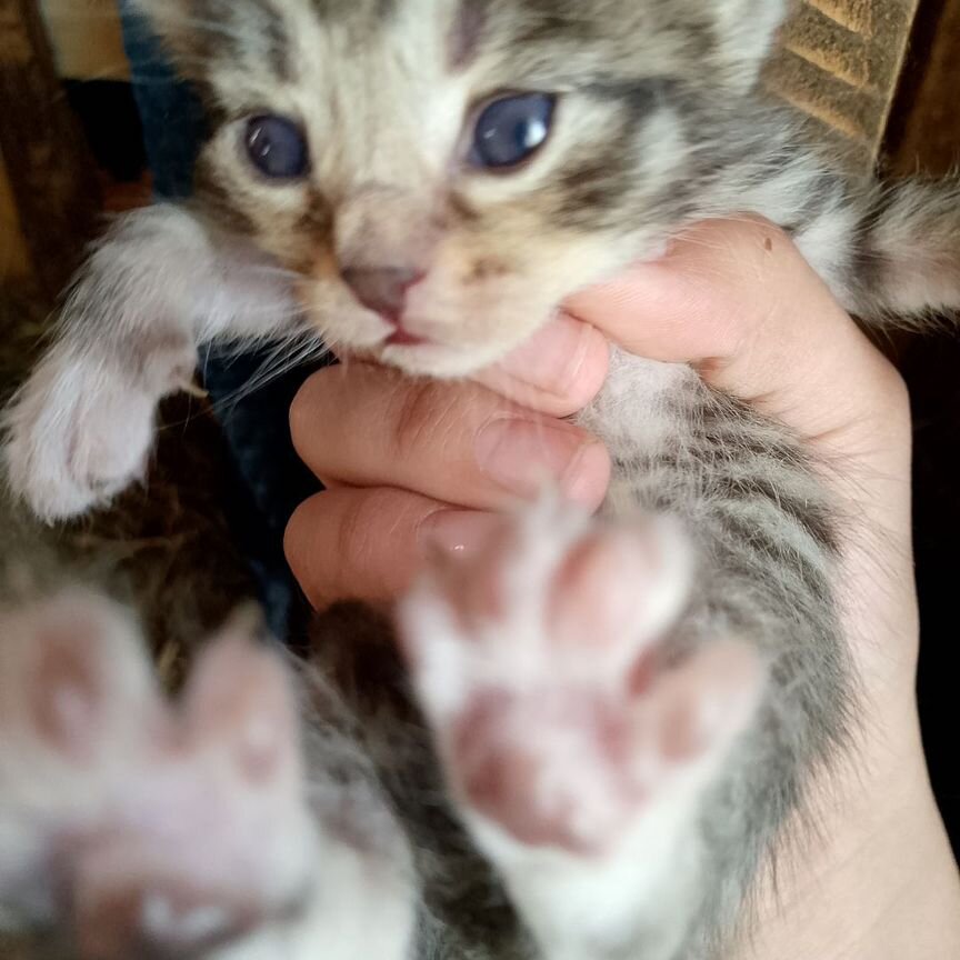 Котята в добрые руки