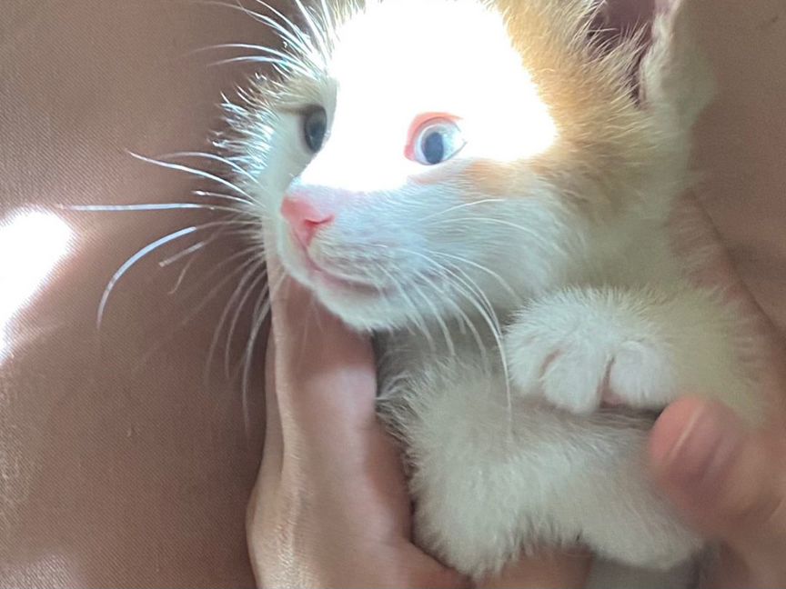 Рыжий котенок мальчик