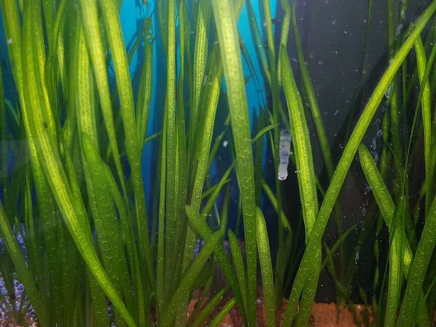 Аквариумное растение и рыбки