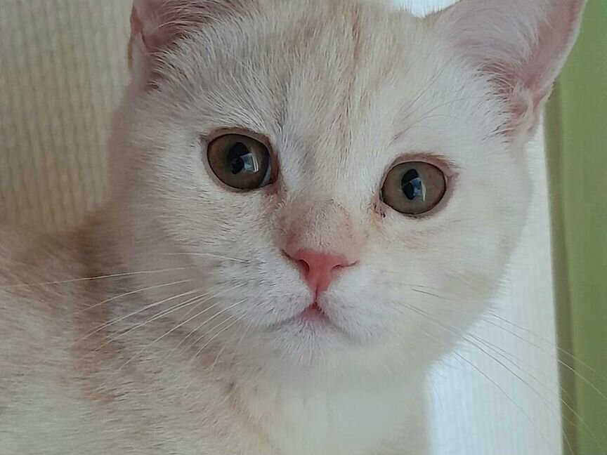 Шотландские котята бесплатно