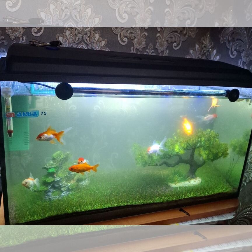 Аквариумные рыбки