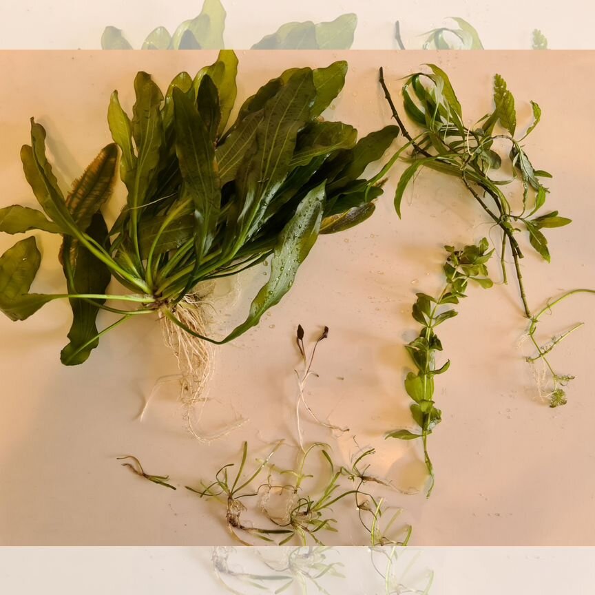 Набор аквариумных растений