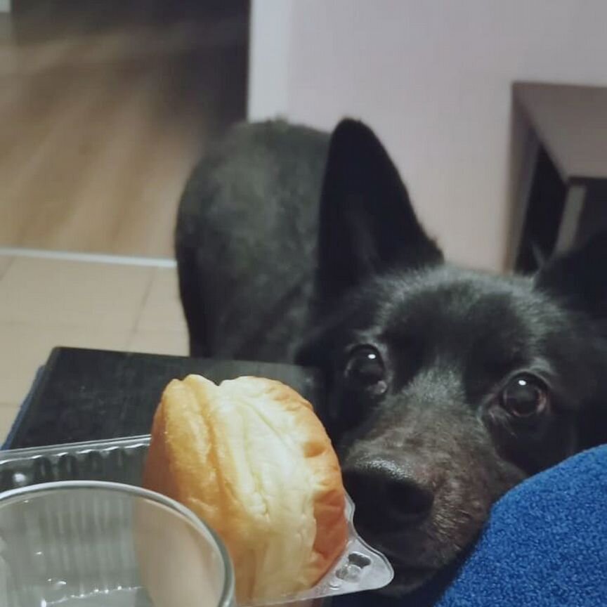 Метис лайки в добрые руки