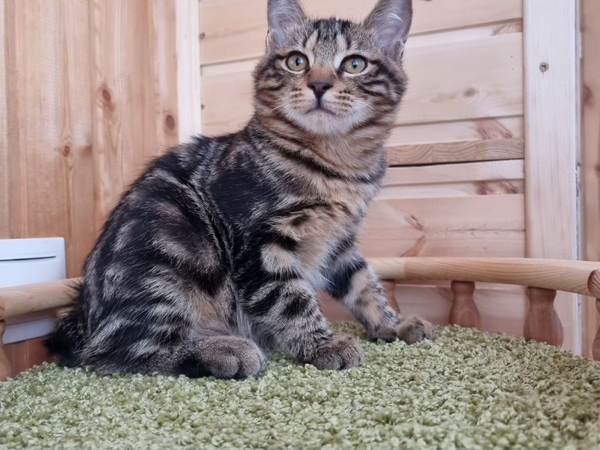 Курильский бобтейл мальчик