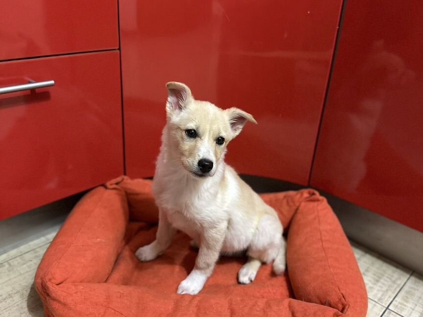 Щенок в добрые руки