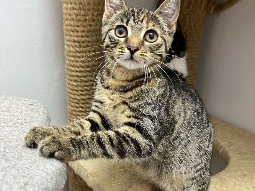 Котенок девочка серая с рыжими пятнами