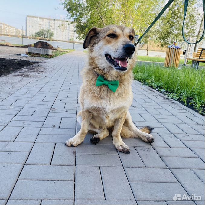 Рыжий Карлсон в поиске любви